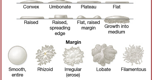 Mengenal Morfologi Koloni Bakteri - JakBelajar