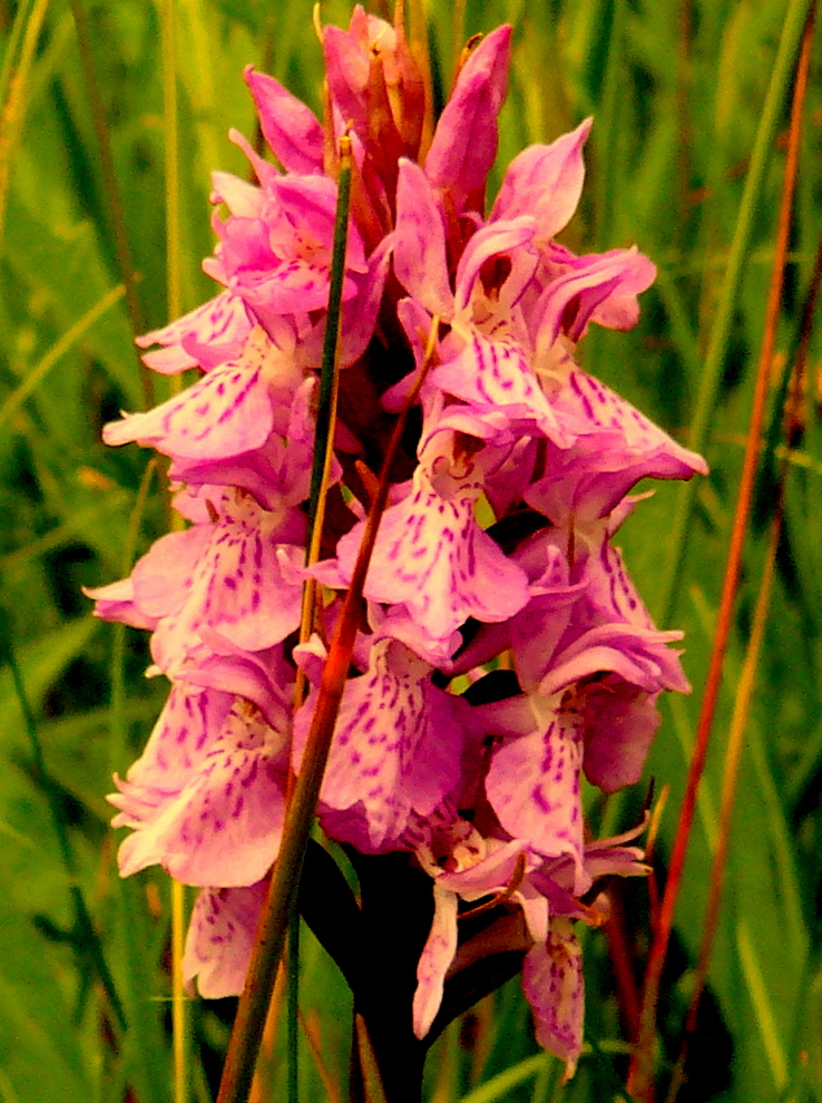 Peter Lovett's ramblings : Some native orchids of the High Weald of ...