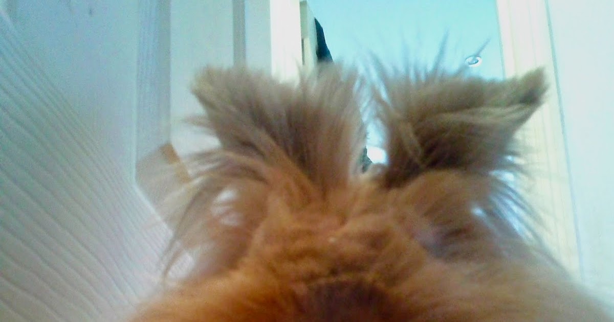 Disapproving Bun: Pikachu