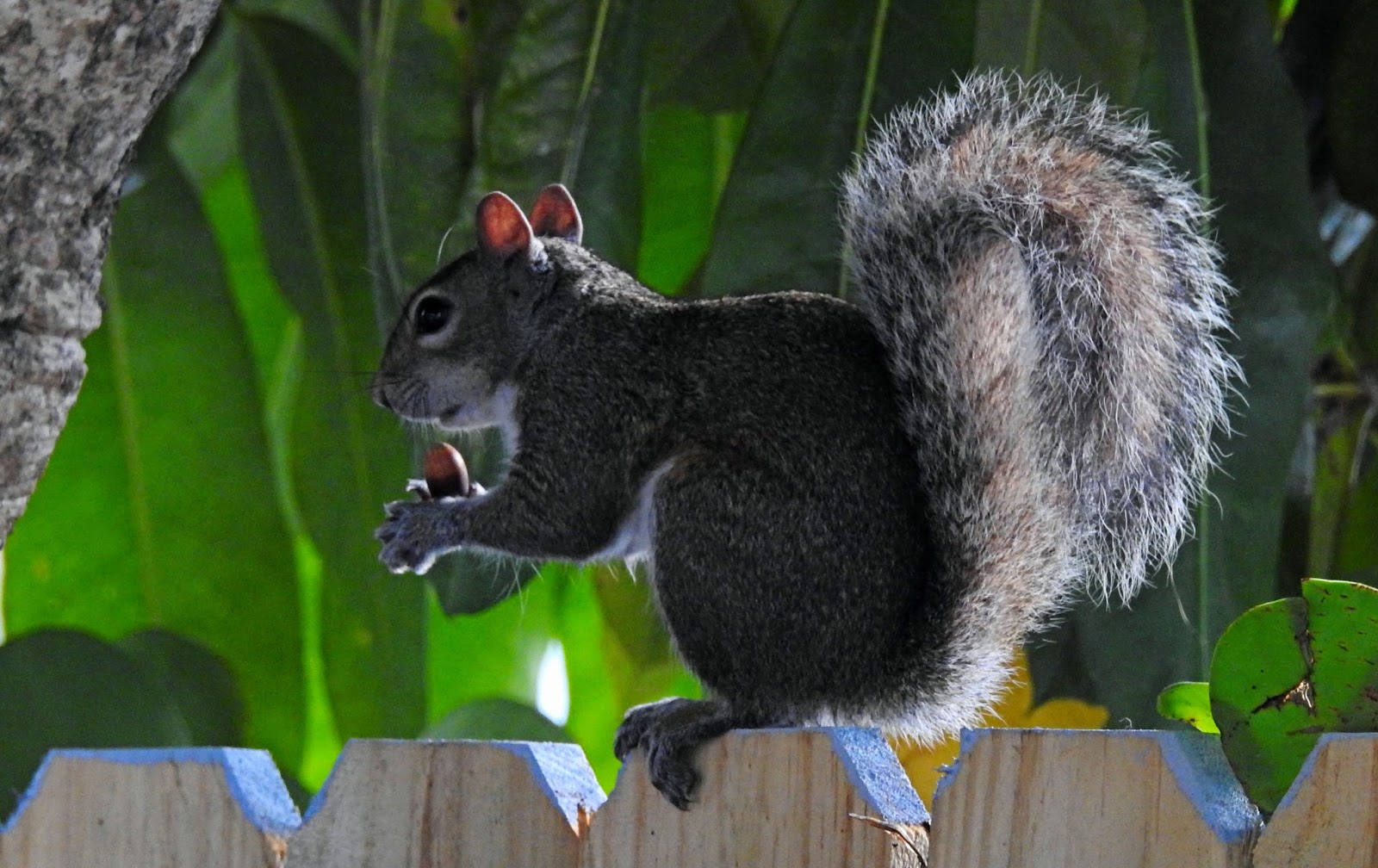 BIRDWALKERMONDAY: 31-3-2017 MIAMI, FLORIDA - EASTERN GRAY SQUIRREL ...