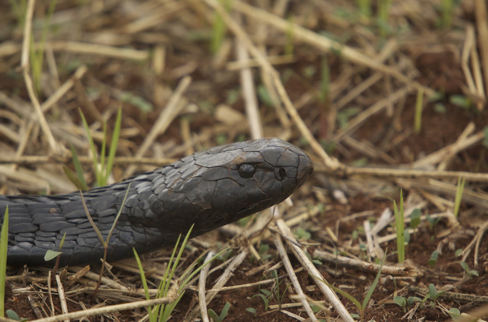Safari Ecology: Getting intimate with snakes...