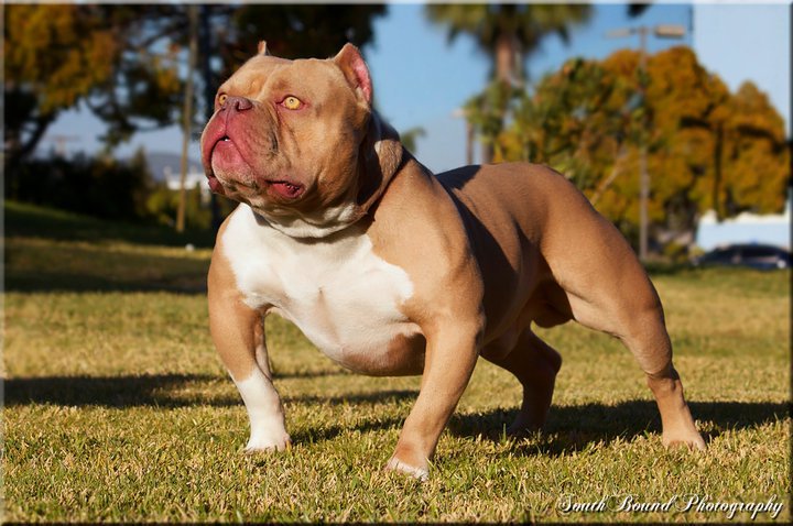 Fugly Dog of the Day: Proud of their "Freakshow"