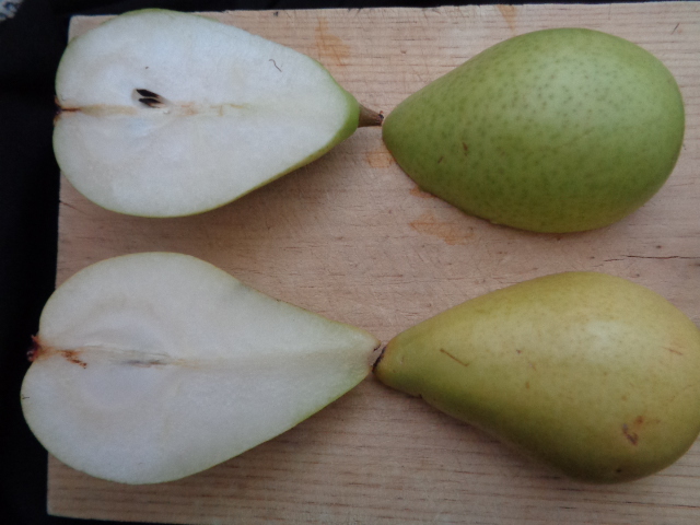 Pera Coscia / Ercolini