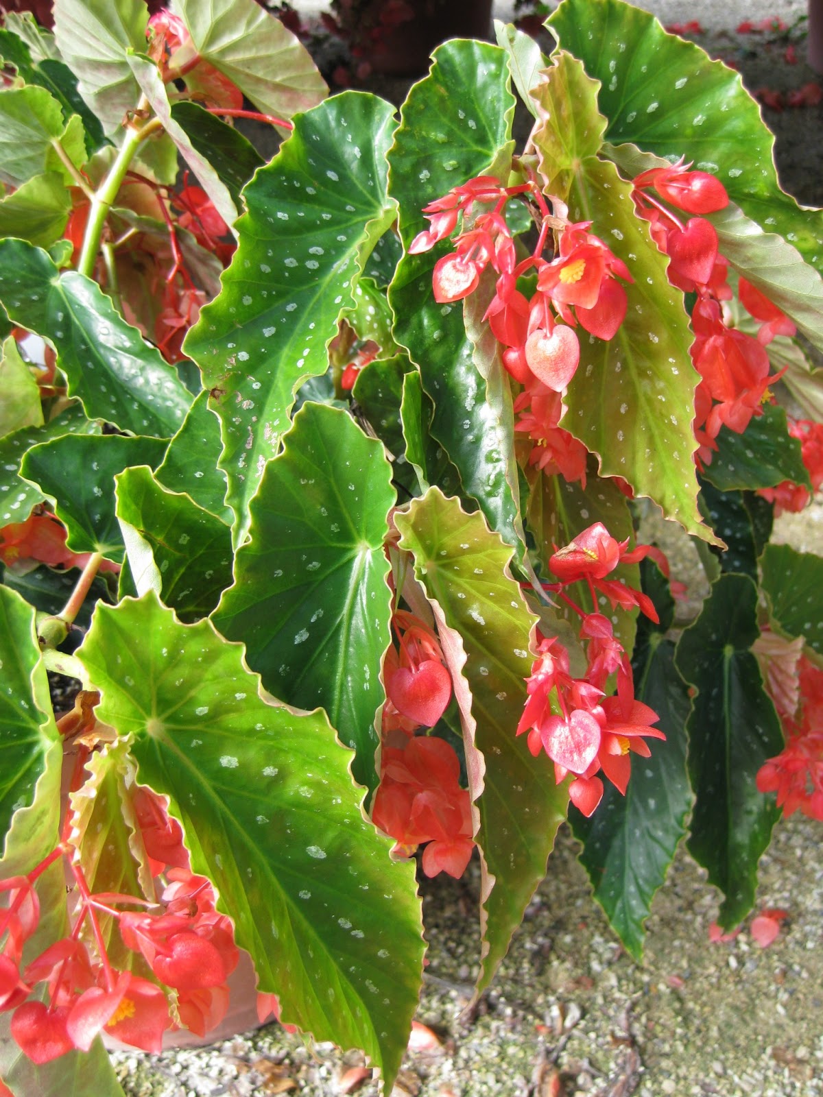 Rotary Botanical Gardens - Hort Blog: Brilliant Begonias for the Basket