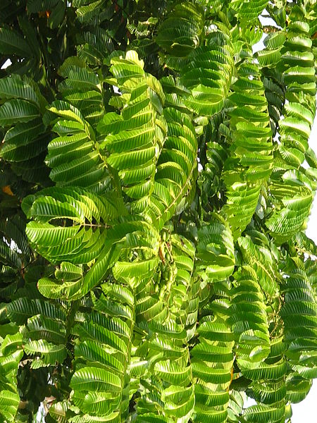 Resep Masakan: Buah Matoa Mencegah Penyakit Dalam