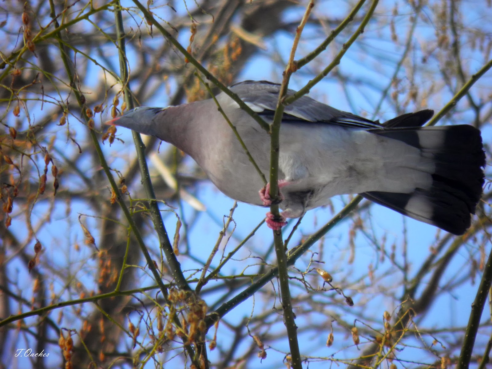 PASARI DIN ROMANIA: PORUMBEL SALBATIC GULERAT, Columba palumbus