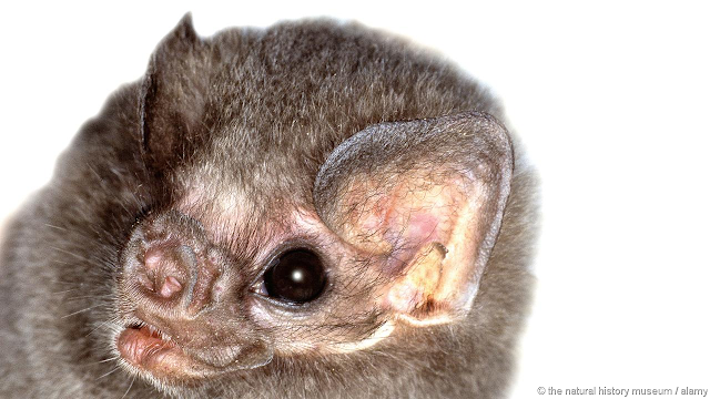The Truth About Vampire bats