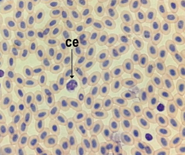 Manual interactivo de morfología celular: Morfología de células ovoides