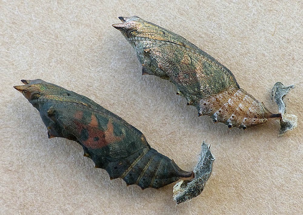 Charlie's moths of Calderdale.: BROWNS AND NYMPHALIDS