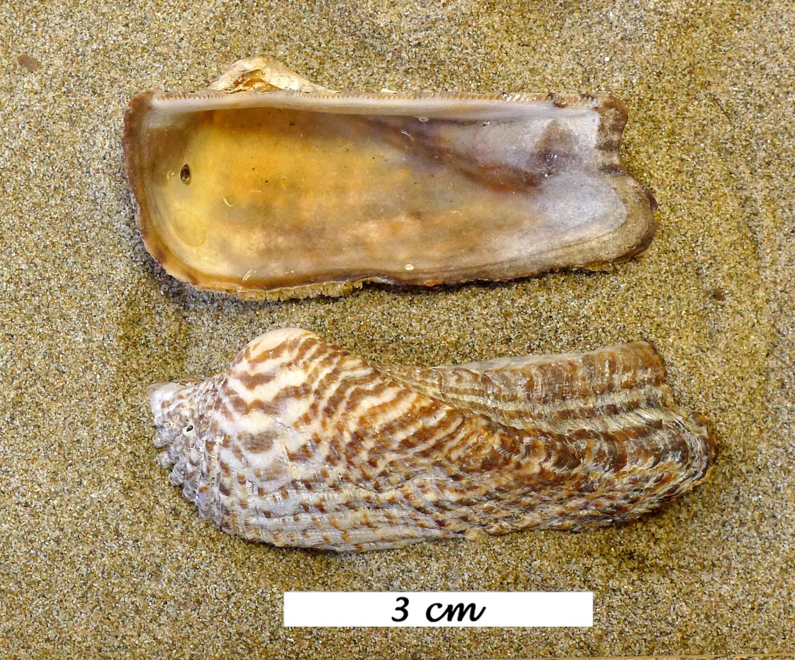 Tesoros a la orilla del mar: julio 2016