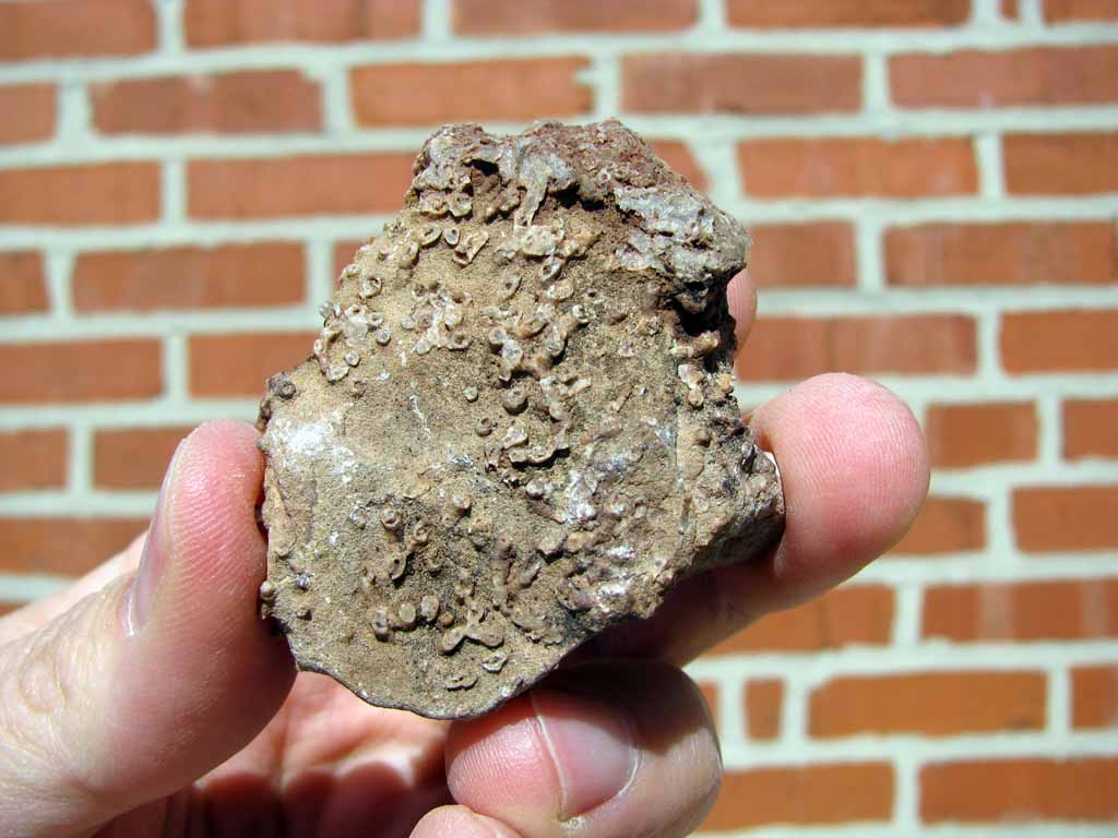 Views of the Mahantango: Syringopora sp. coral from the Martin ...