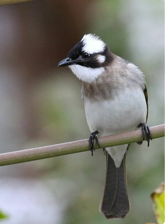 Birds in Thailand: Light-vented Bolbul | Bulbul, Birds, Beautiful birds