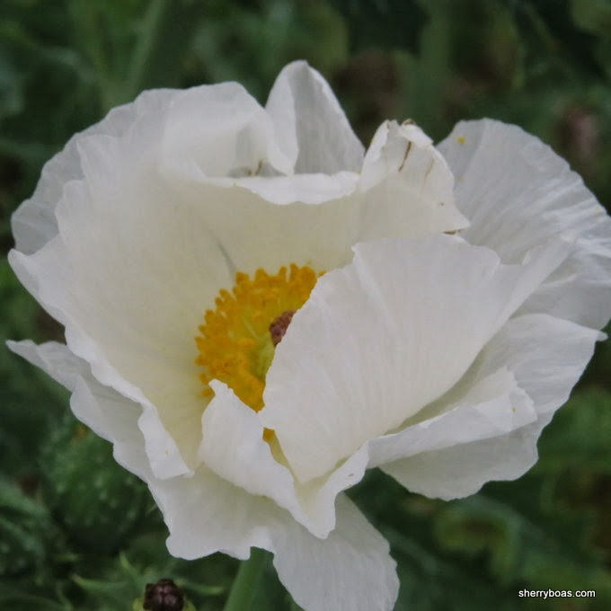 Simply Living: A pretty but prickly Florida wildflower