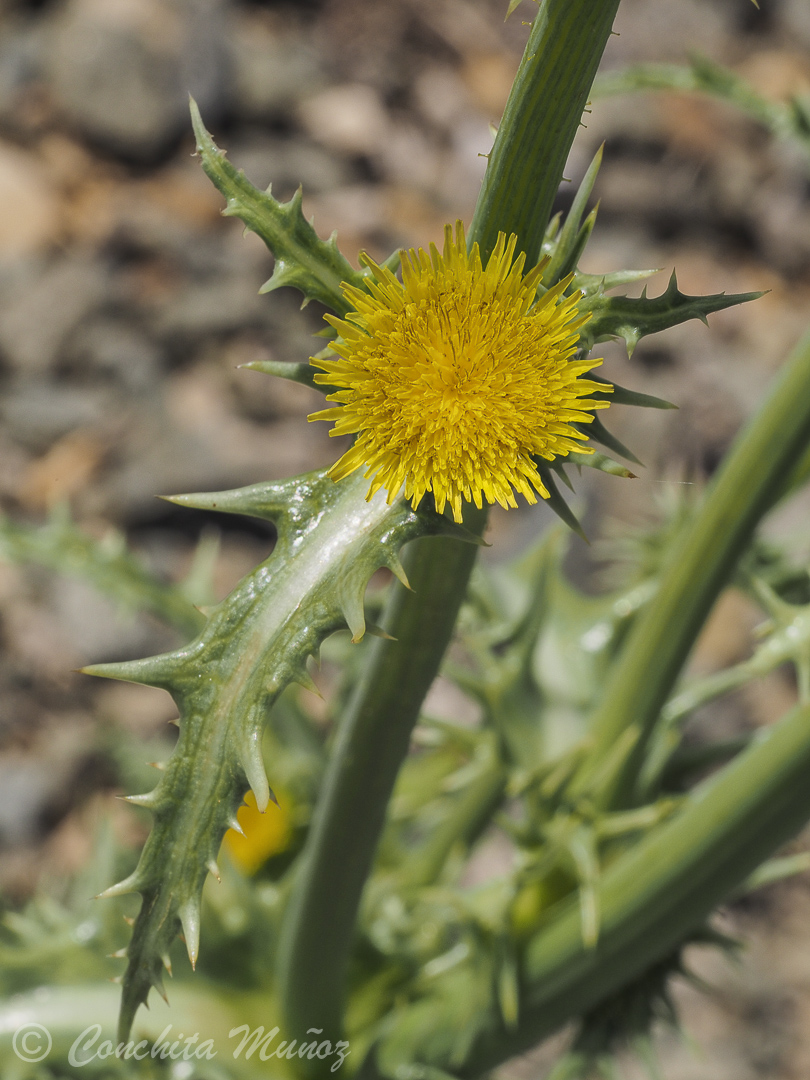 FLORA SILVESTRE: Sonchus asper (L) Hill