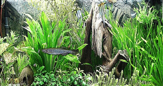 Hd Wallpapers: zebrafish