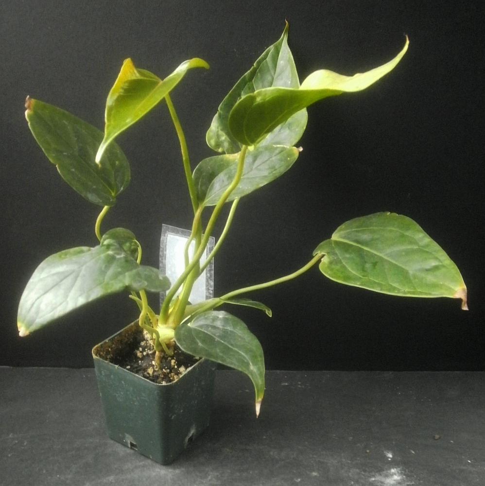 Plants are the Strangest People: Anthurium no. 1181 "Tajma Stetson"