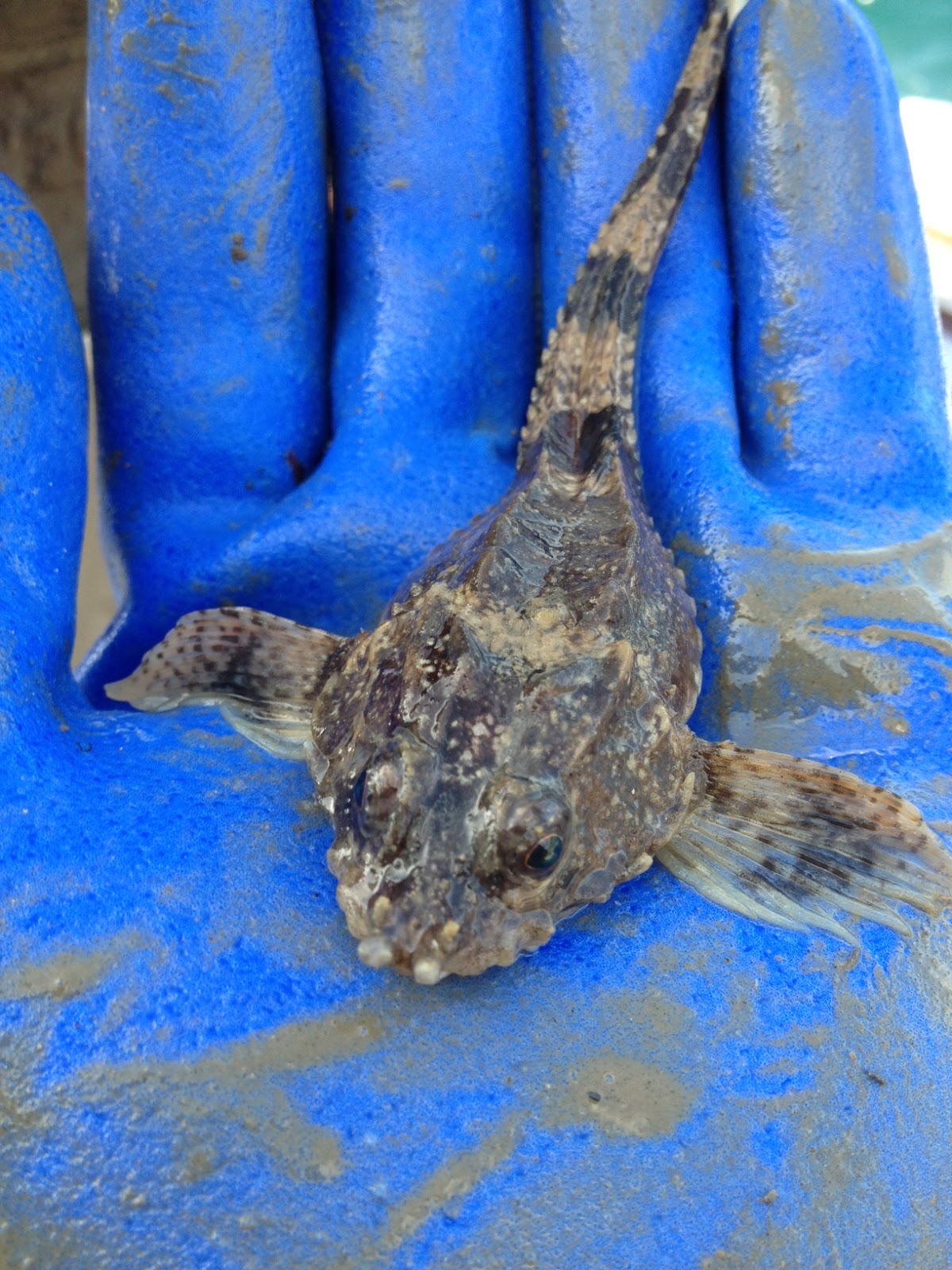 A Kilchoan Diary: A Bearded Wee Fish