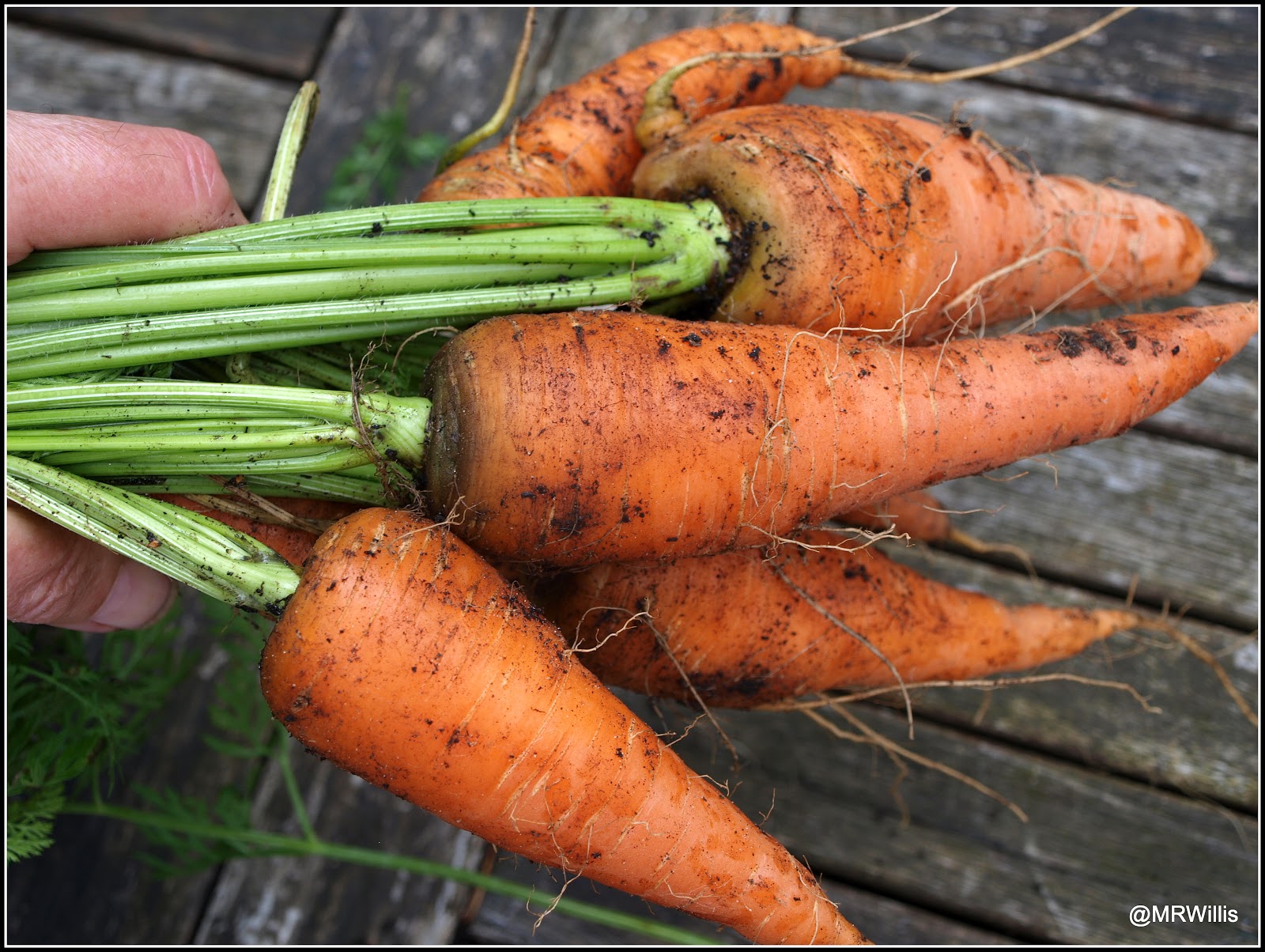 Mark's Veg Plot: A carrot for every reason...