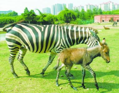 PDK SELAYANG / CBR SELAYANG: Rare 'zonkey' born in China zoo