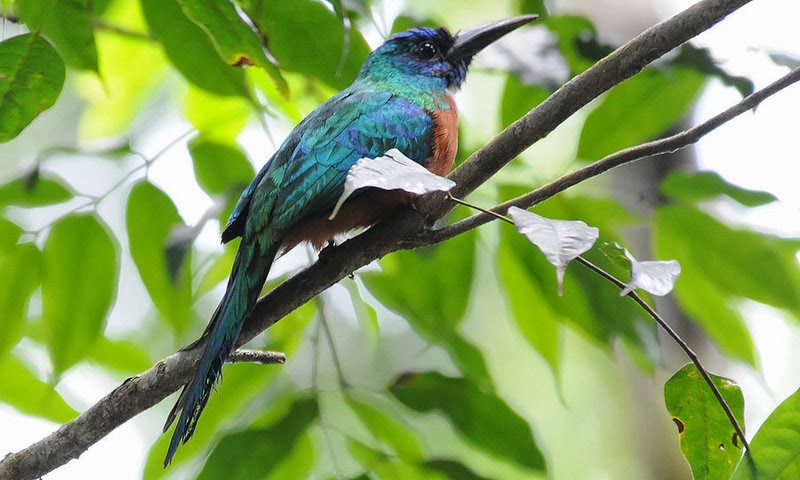 Tierra de tucanes y pájaros carpinteros: Jacamará grande (Jacamerops ...