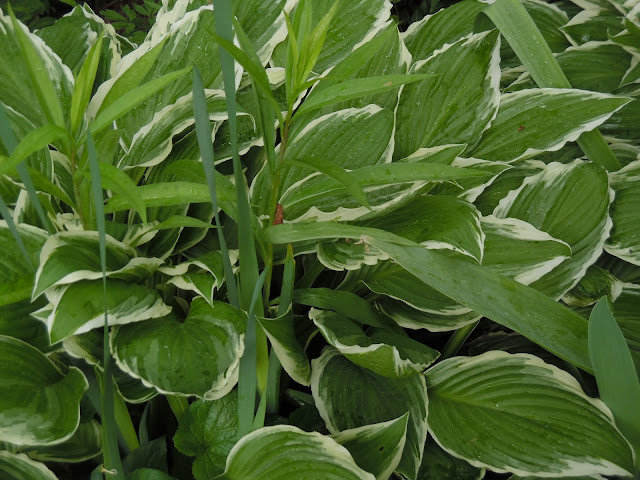 Ogród Tamaryszka: HOSTY - ROŚLINY DO CIENIA