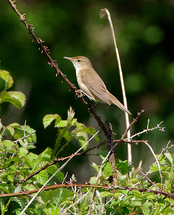 DavesBirdingDiary: European Reed Warbler ( Acrocephalus scirpaceus ...