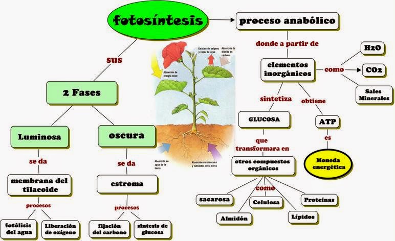 Fotosíntesis y Respiración celular