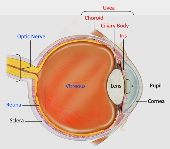 Uveitis Dream Health