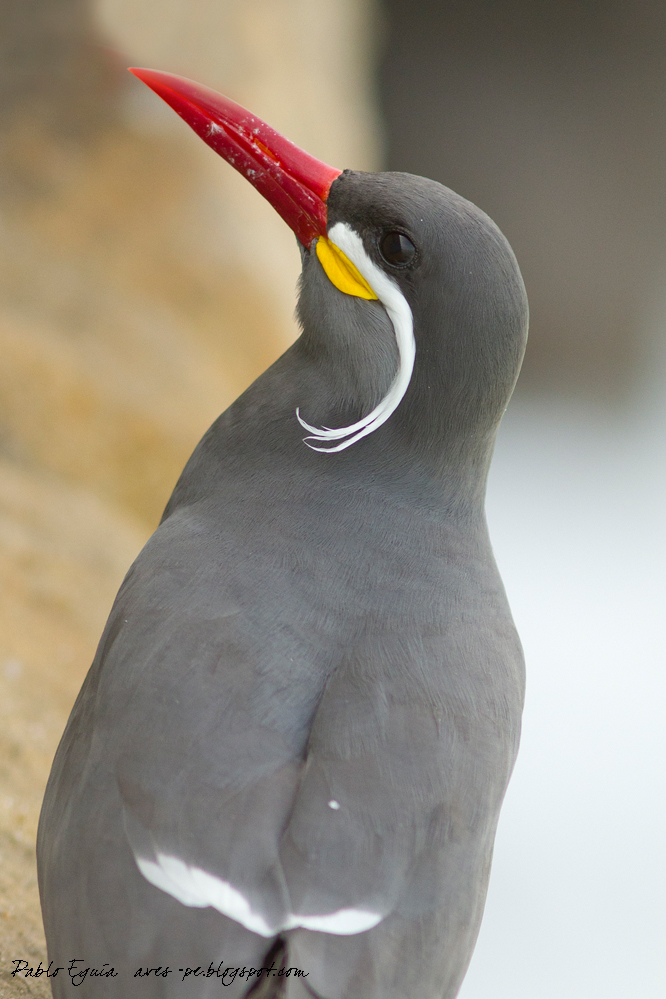 mis fotos de aves: Larosterna inca Charrán Inca Inca Tern