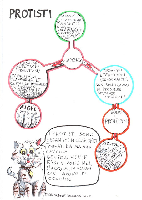 Ancona Nord: I REGNI MONERE, PROTISTI E FUNGHI
