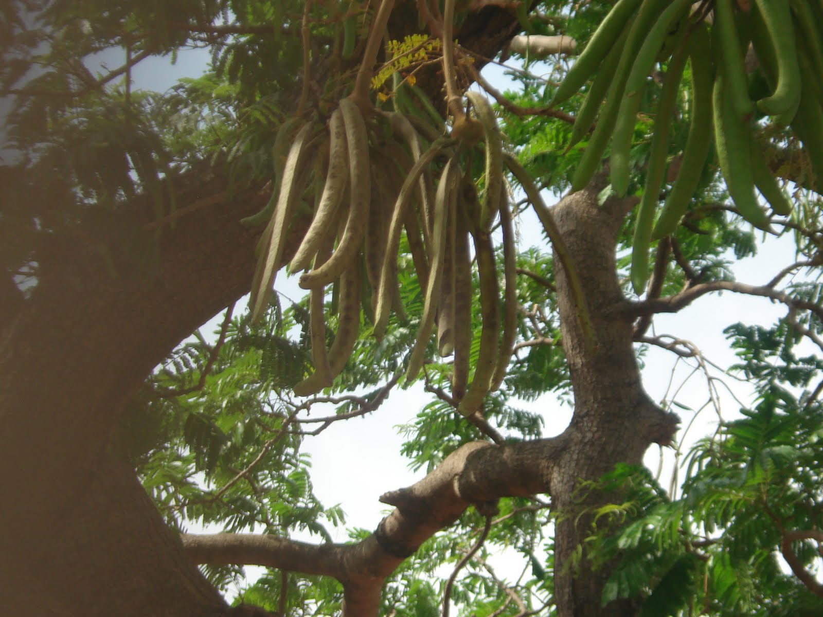 Project F.O.O.D.: DAWA DAWA