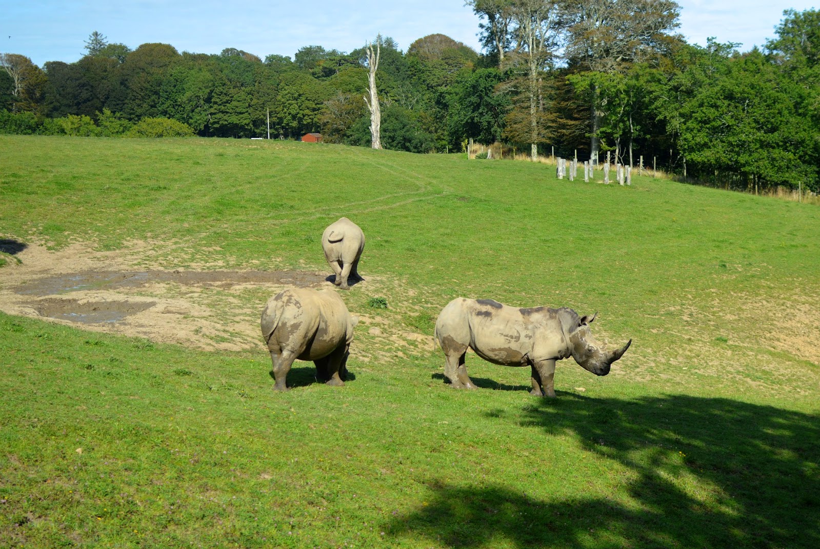 Fifteen Reasons Why We Love: Manor Park (Anna's Welsh Zoo) - Diary of ...