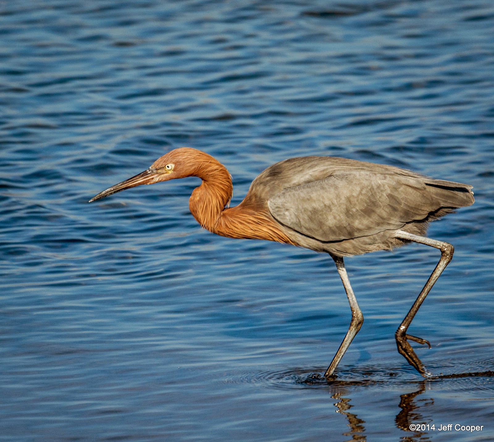NeoVista Birds and Wildlife: Reddish Egret Foraging Behavior