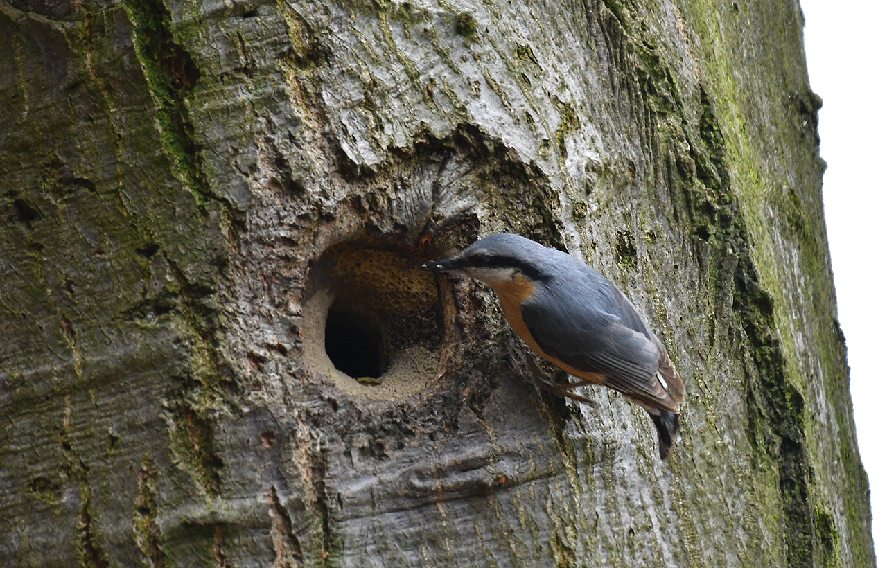 Jozef van der Heijden - Natuurfotografie: Boomklever voert vrouwtje op ...
