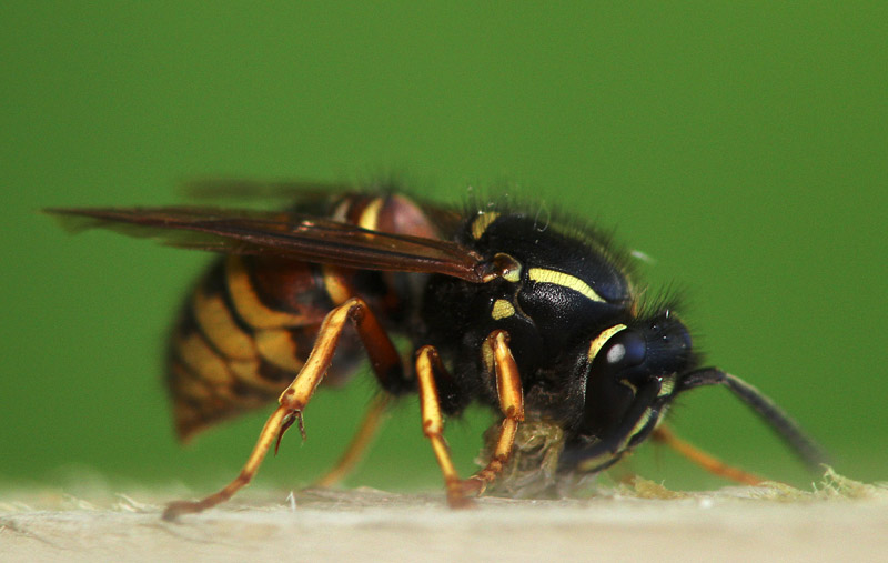 Utgångspunkt 63° 31,x' N - 22° 31,x' O: Två getingar med rött