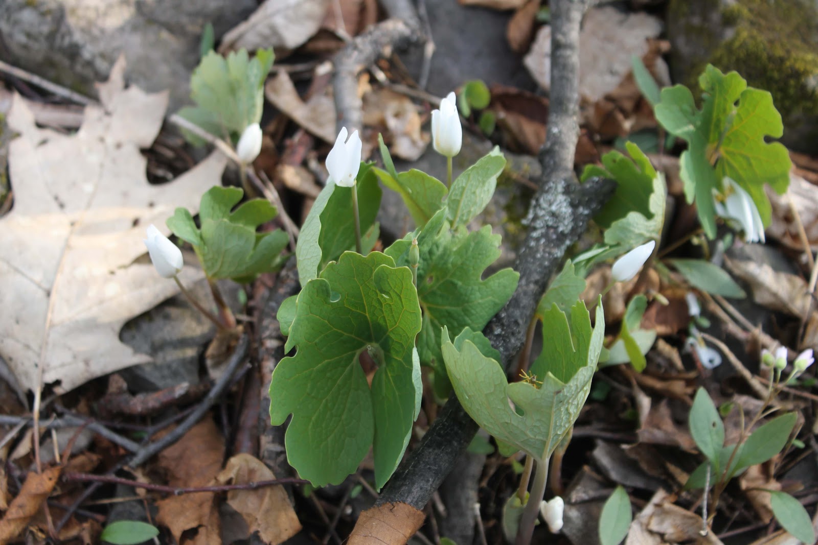 BOB CONFER'S COMMENTARY: EXPLORING THE NIAGARA FRONTIER: Bloodroot