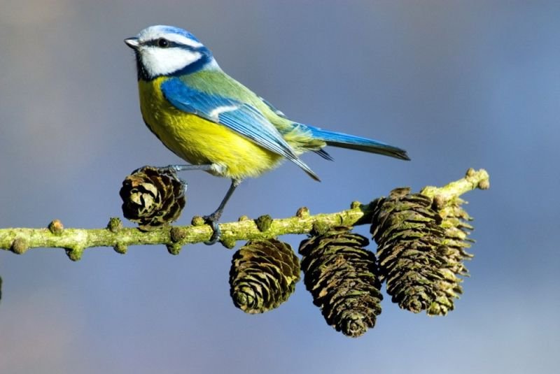 SZÍVVEL - SZÍVESEN: Cinege, cinege aranyos pintyőke
