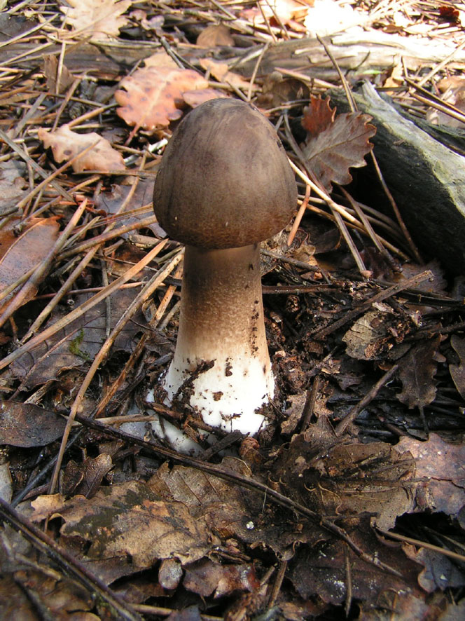 Bolets de Caldes de Malavella: Apagallums