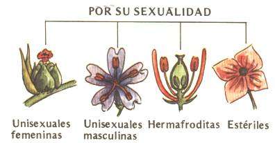 BLOG PARA MAESTROS Y ESTUDIANTES: Partes de la Planta: La Flor