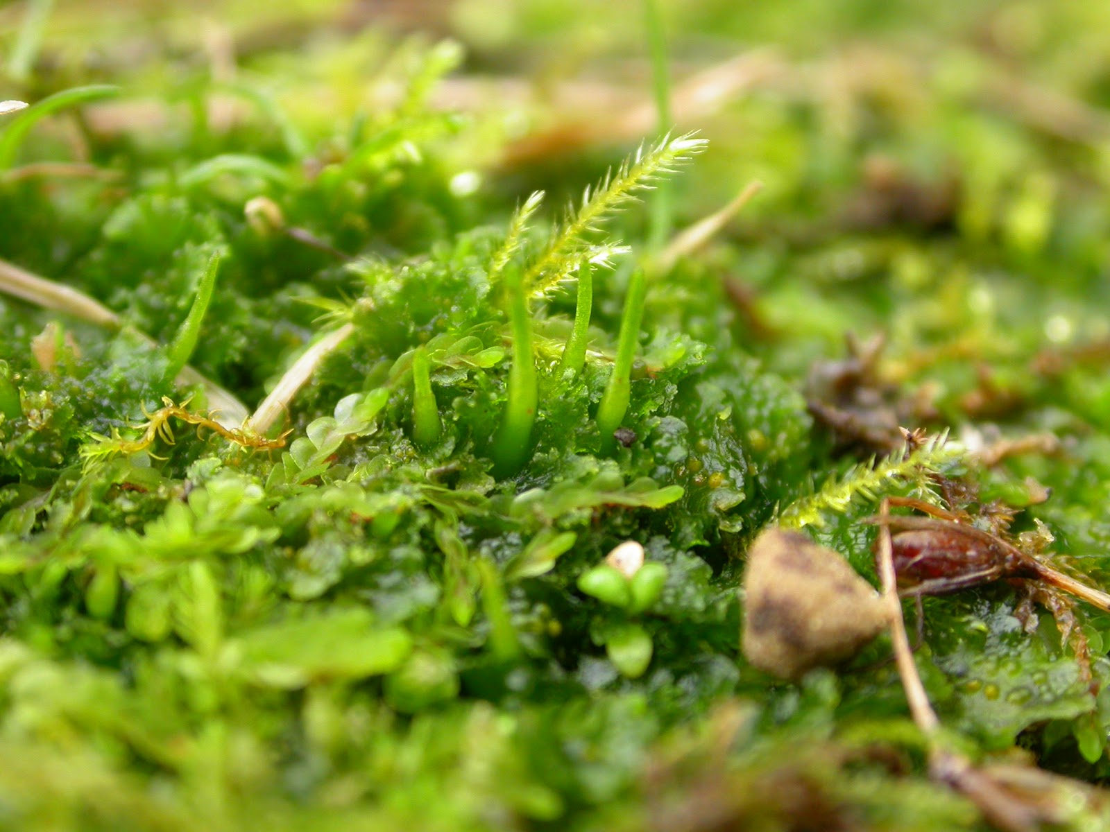 Flora de Puerto Rico Ilustrada Papo Vives: ANTHOCEROTACEAE ANTHOCEROS ...