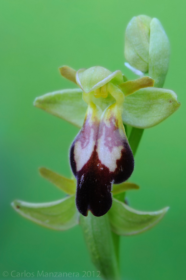 Natura de Caps de Setmana: Ophrys fusca