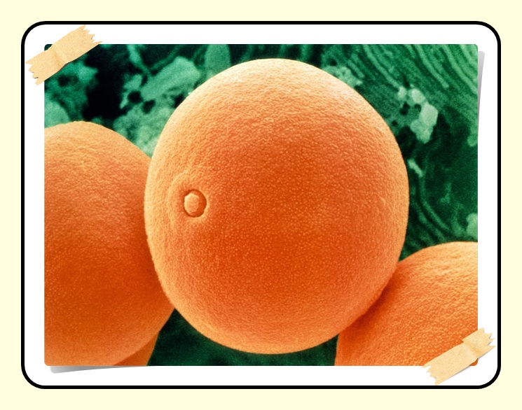 Witty Nity: Pollen Under a Microscope