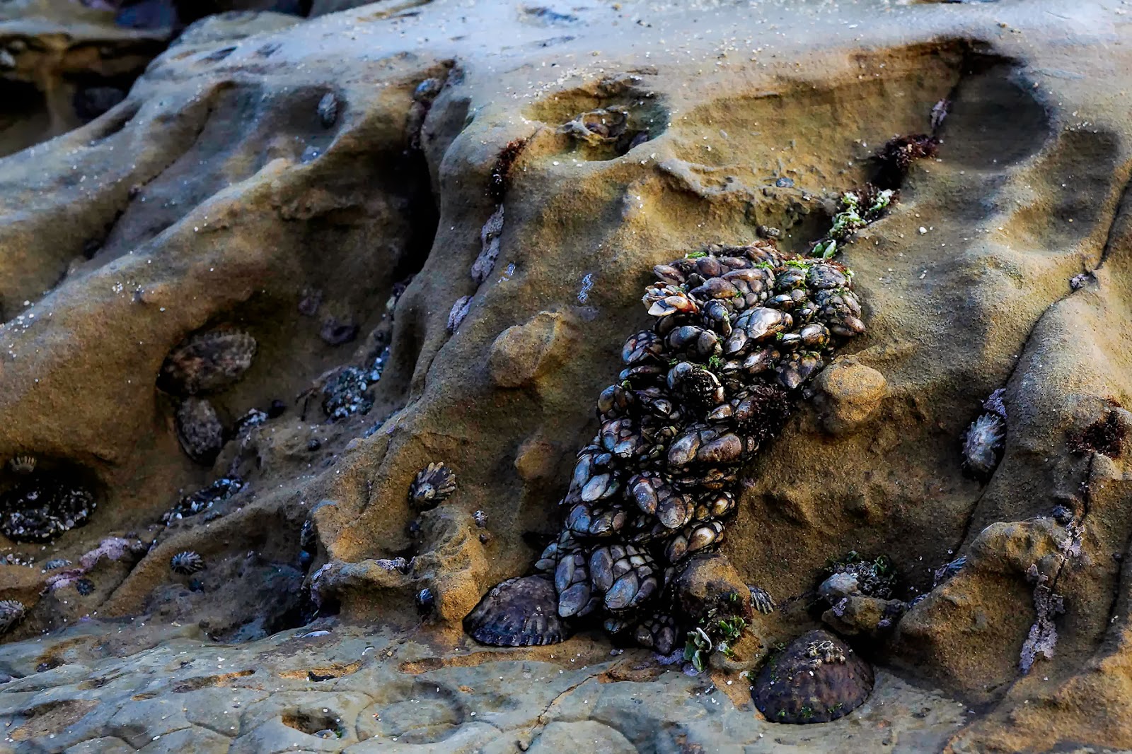 Judy's Photo Blog: Tide pooling at Cabrillo National Monument