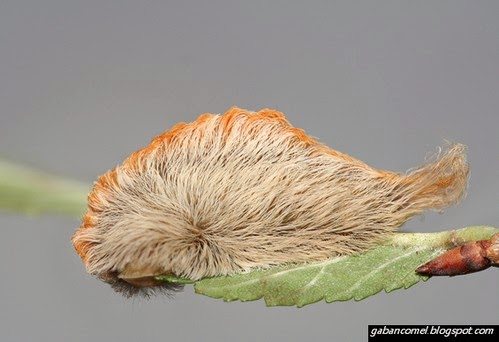 Ulat Bulu Paling Berbahaya Didunia - Gaban Comel