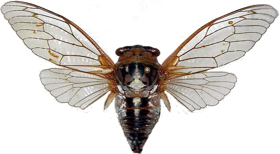 The Flies Of Yellowstone: July 2011