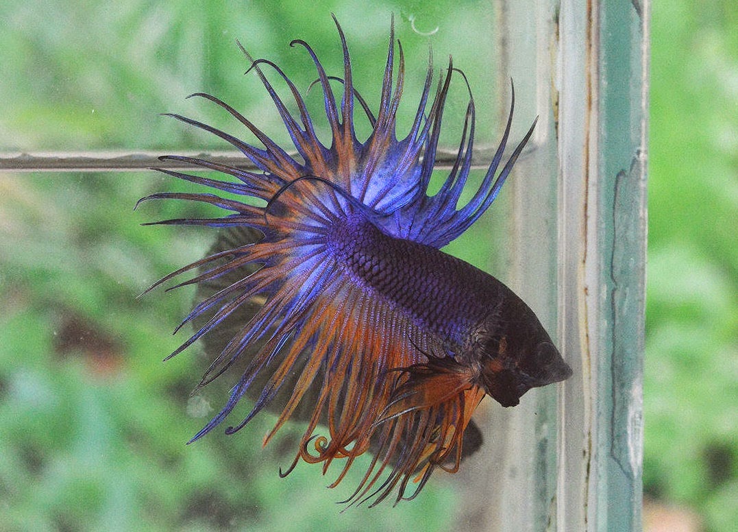 Tổng Quan Về Betta Đuôi Tưa - ĐỨC ANH BETTA