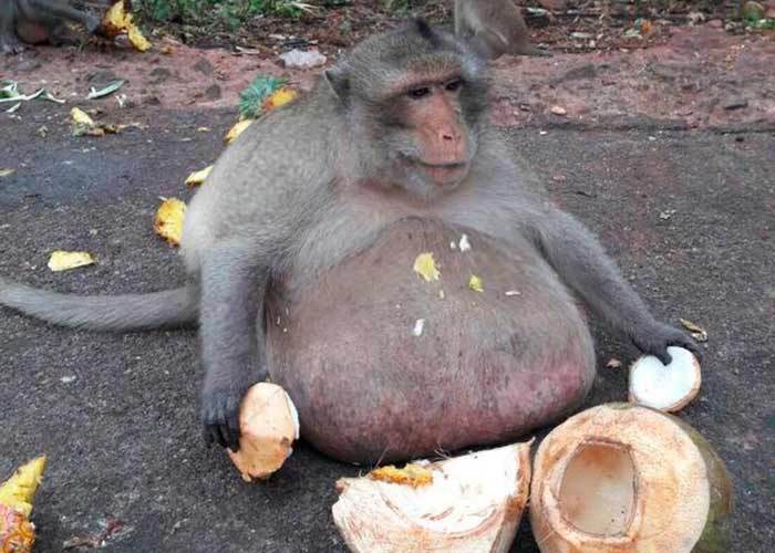 Este macaco ficou obeso depois de passar meses sendo superalimentado ...