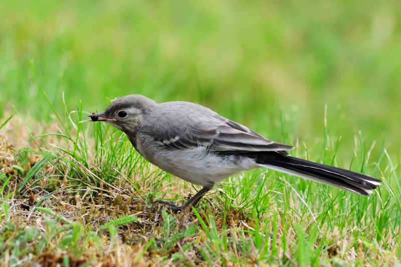 Knuts fugleblogg: Linerle (Motacilla alba)
