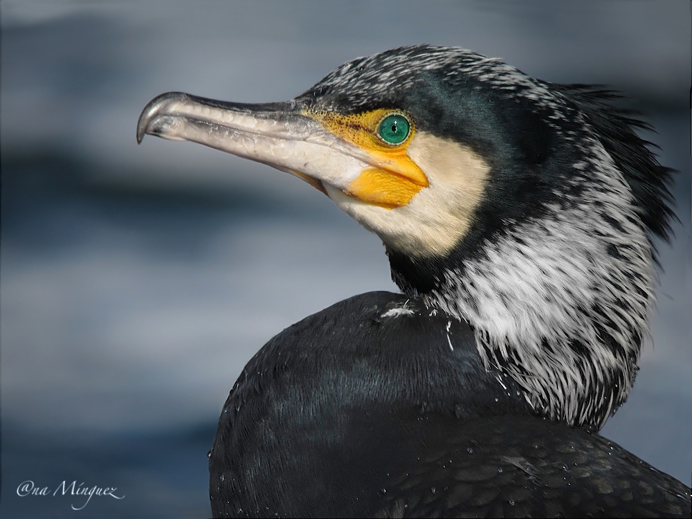 NATURANAFOTOS: Retratos de Cormorán..