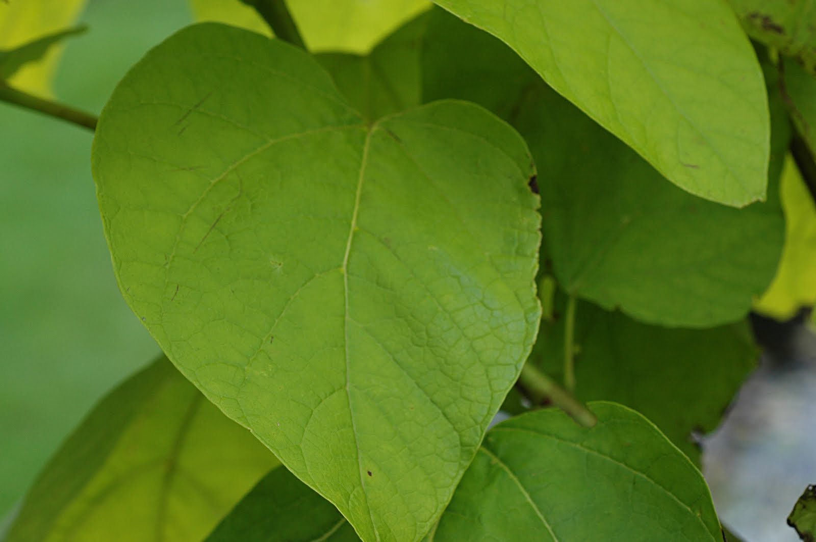 Mit grønne univers: Flotte blade